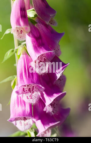 Blossom of the red digitalis (Digitalis purpurea Stock Photo - Alamy