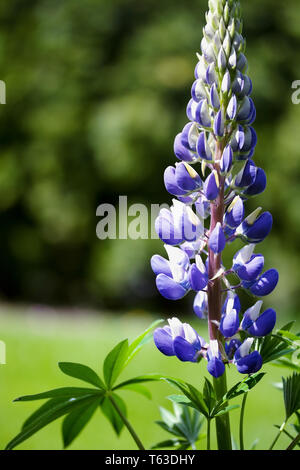 lupin [genus Lupinus] Stock Photo - Alamy