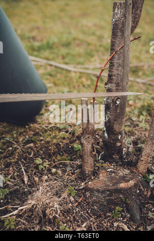 sawing fruit tree in home garden with electric saw on sunny summer day ...