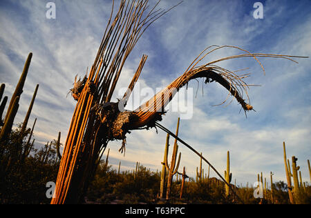 Giant Saguaro cactus skeleton Stock Photo - Alamy
