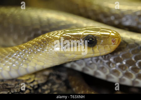 Aesculap Rat Snake, Zamensis longissimus, in Hand, Neckartal, Germany ...