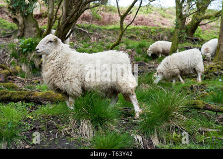 Sheep grazing on The Garth above Cardiff, South Wales Stock Photo - Alamy