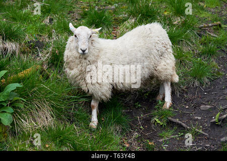 Sheep grazing on The Garth above Cardiff, South Wales Stock Photo - Alamy