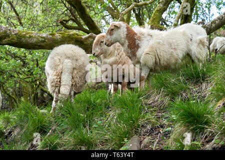 Sheep grazing on The Garth above Cardiff, South Wales Stock Photo - Alamy