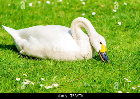 Berwick's swan (Cygnus columbianus bewickii) sitting on a grass Stock ...