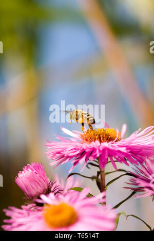 Close up of a honeybee (Apis mellifica) sitting on a pink vetch Stock ...