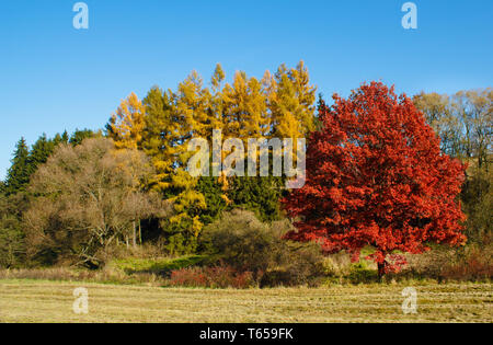autumn trees lanscape Stock Photo - Alamy