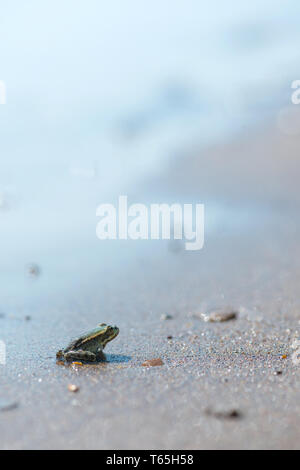 The frog sitting on sandy beach hi-res Stock Photo - Alamy