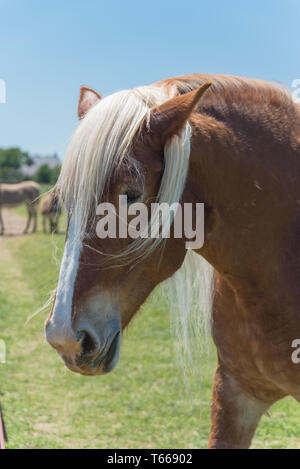 Belgian horse at American farm ranch close-up Stock Photo - Alamy