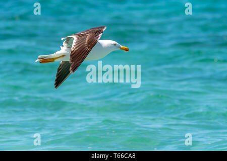 Sea birds flying over Gulf of Mexico at Venice Florida Stock Photo ...