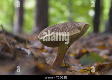 Red cracking bolete (Xerocomellus chrysenteron / Boletus chrysenteron ...