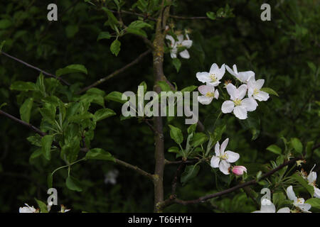 Native wild cherry tree in Washington State USA Stock Photo - Alamy