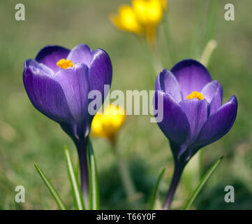 Early spring flower Stock Photo - Alamy