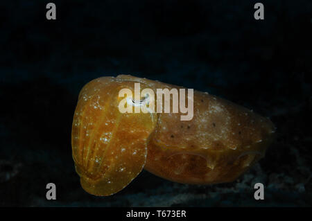 Resting Needle cuttlefish (Sepia aculeata (Lat)) against dark ...