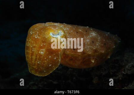 Needle cuttlefish (Sepia aculeata (Lat)) is changing colors, Panglao ...