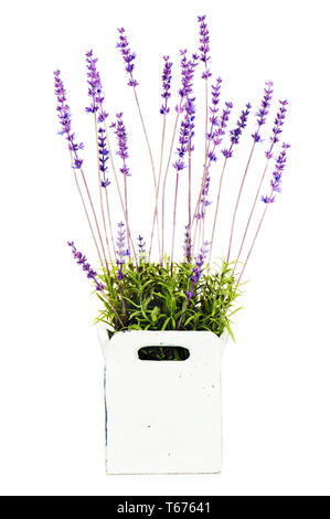 Beautiful Lavender angustifolia, lavandula in sunlight in herb garden ...