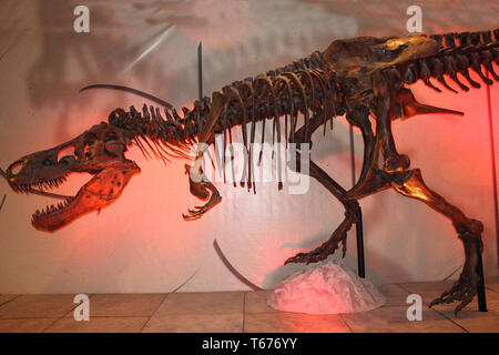 Dinosaur Fossil (Tyrannosaurus Rex) Found by Archaeologists Stock Photo ...