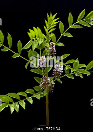 Licorice (Glycyrrhiza glabra Stock Photo - Alamy