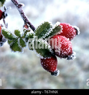 Medicinal plants, wild rose, rose hip, semen, Rosae fructus, studio ...