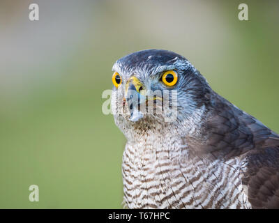 Close up of a Gyr Saker Peregrine Hybrid falcon against a green ...