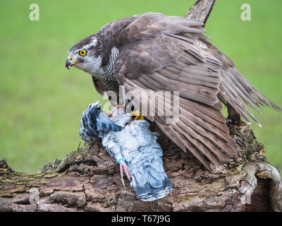 Hybrid falcon devours his dead pigeon prey Stock Photo - Alamy