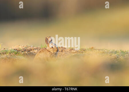 European rabbit / common rabbit (Oryctolagus cuniculus) in field Stock ...