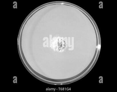Close-up photograph of the agar plate culture with a colony of the ...