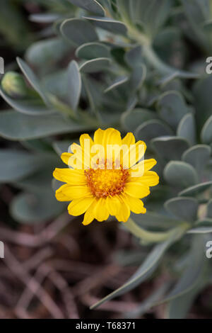 Hertia cheirifolia barbary ragweed – yellow daisy-like flowers and grey ...