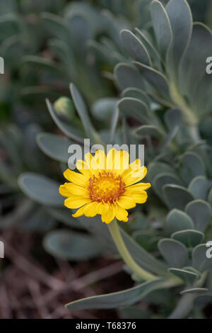 Barbary Ragweed, Hertia cheirifolia, in flower, North Africa Stock ...
