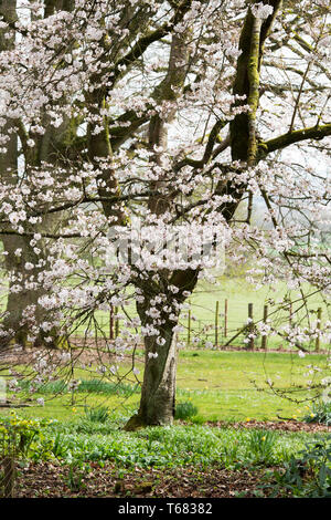 Prunus 'hillieri spire'. Cherry tree in blossom in April. UK Stock ...