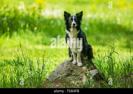 Cute Border Collie dog with piece of pumpkin in autumn park Stock Photo ...