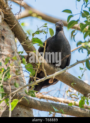 Orange-footed scrub fowl in the rainforest in Darwin, Australia Stock ...