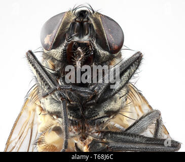 Portrait of a common house fly Stock Photo - Alamy