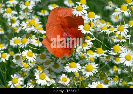 corn poppy or headwark, Papaver rhoeas Stock Photo - Alamy