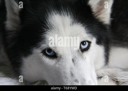 Adult female husky Stock Photo - Alamy