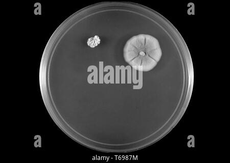 Close-up photograph of the agar plate culture with a colony of the ...