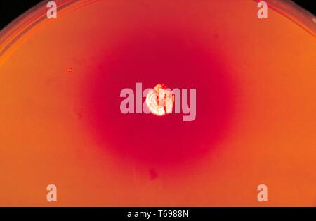 Photograph of a petri dish culture growing mixed colonies of the ...