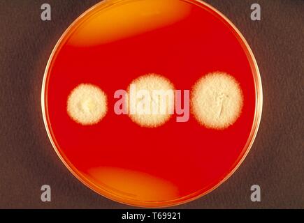 DTM agar plate culture with colonies of the fungus Trichophyton ...