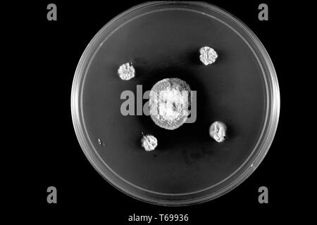 Close-up photograph of the agar plate culture with a colony of the ...