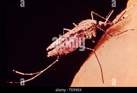 A female Anopheles mosquito engorged while feeding on human skin Stock ...