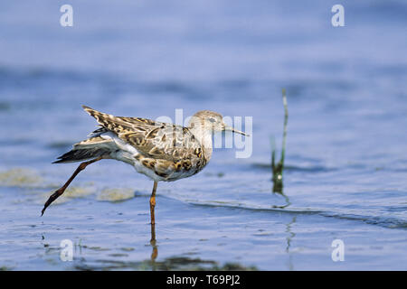 winter plumage female Ruff/ Reeve on the shores of a coastal lagoon ...