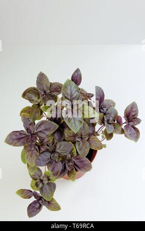 Basil Red Genoveser (Ocimum basilicum Stock Photo - Alamy
