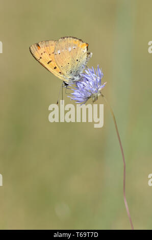 The close-up of the The scarce copper (Lycaena virgaurae) butterfly ...