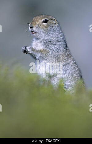 Arctic Ground Squirrel, lives in the tundra of the Arctic Stock Photo ...