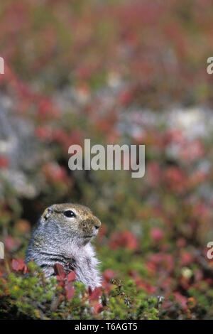 Arctic Ground Squirrel, lives in the tundra of the Arctic Stock Photo ...