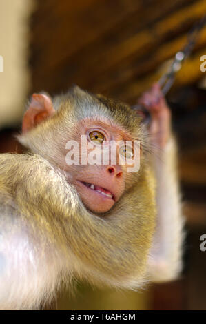 Young Brown Monkey in Chains in Vietnam Stock Photo - Alamy