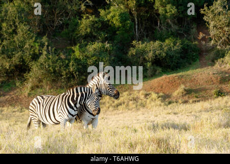 A Zebra giving a good rub against the other in the field Stock Photo ...