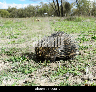 Short-beaked Echidna digging and foraging for termites Stock Photo - Alamy
