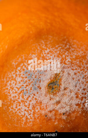 Decaying citrus fruit, orange clementine, with spreading fungal ...