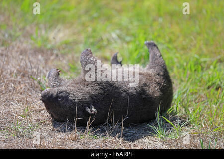 Dead Wombat in Australia Stock Photo - Alamy